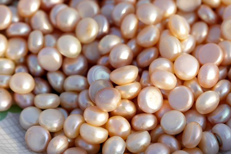 Čuvari ravnice - DA LI ZNATE KAKO NASTAJU BISERI?